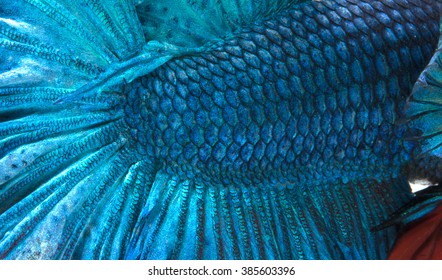 Betta Fish Scale Stock Photo 385603396 | Shutterstock