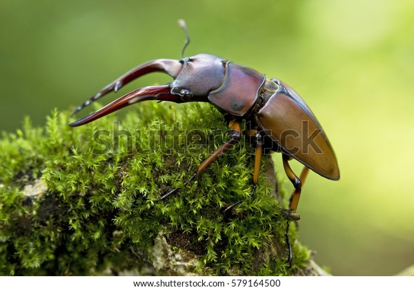 Bettle Insect Stock Photo 579164500 | Shutterstock