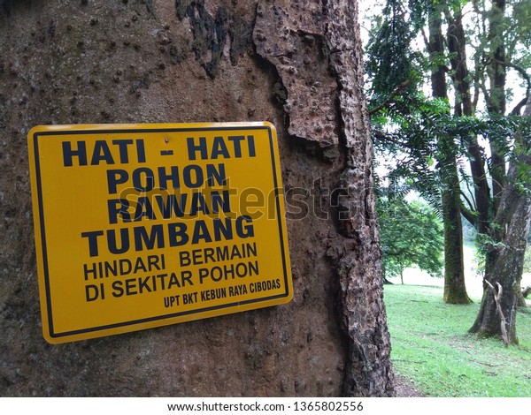 Beware Falling Tree Yellow Warning Sign Stock Photo 1365802556 ...