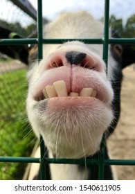 2,009 Goat teeth Images, Stock Photos & Vectors | Shutterstock
