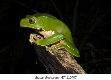 885 Giant Tree Frog Images, Stock Photos & Vectors | Shutterstock