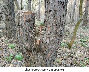Bifurcation Images, Stock Photos & Vectors | Shutterstock