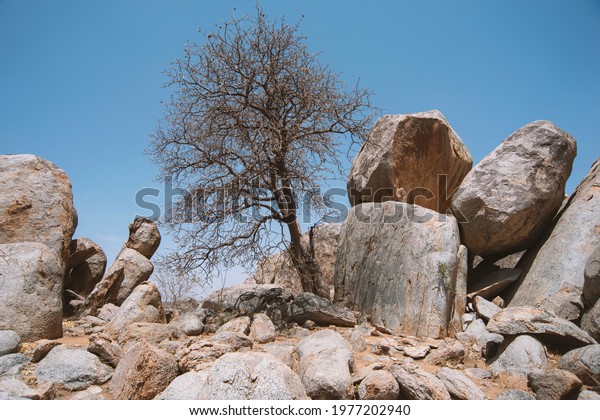 Big Bare Tree Growing Between Rocks Stock Photo 1977202940 | Shutterstock