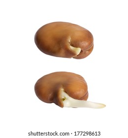 Big Bean Growing Spring Stock Photo 177298613 | Shutterstock