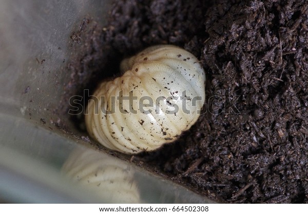 Big Beetle Larvae Stock Photo 664502308 | Shutterstock
