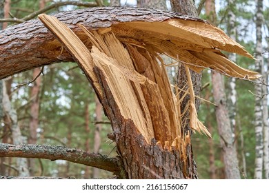7,586 Broken stem Images, Stock Photos & Vectors | Shutterstock
