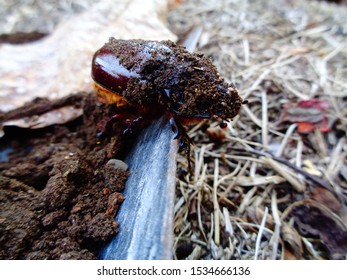 Big Bug Digging Ground Big Beetle Stock Photo 1534666136 | Shutterstock