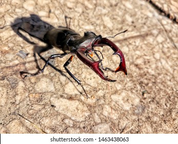 Big Bug Eats Deer Stock Photo 1463438063 | Shutterstock