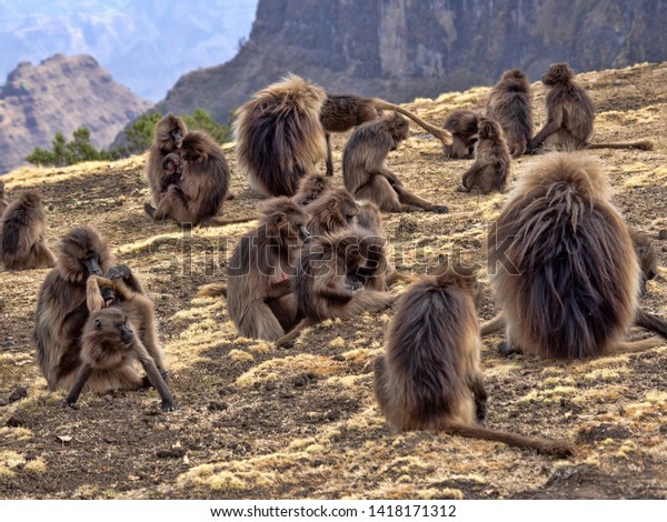 Big Bunch Gelada Theropithecus Gelada On Stock Photo 1418171312 ...