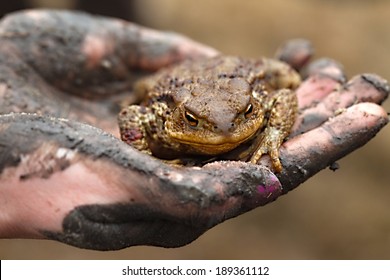 Big Common Toad Human Hand Stock Photo 189361112 | Shutterstock