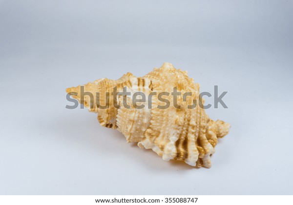 Big Conch Shell Stock Photo 355088747 | Shutterstock