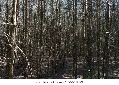 Big Dense Forest Stock Photo 1095548522 | Shutterstock