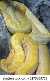 5,467 Tiger python Images, Stock Photos & Vectors | Shutterstock