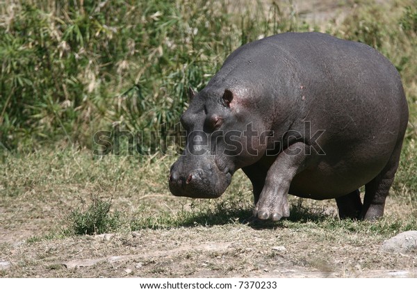 Big Fat Hippo Stock Photo 7370233 | Shutterstock