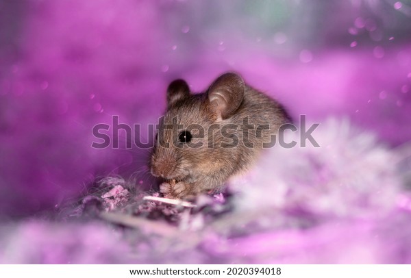 Big Fat Mouse Eats Grain On Stock Photo 2020394018 | Shutterstock