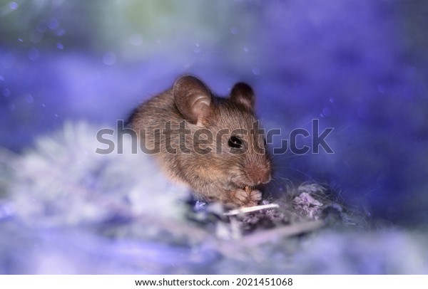 Big Fat Mouse Eats Grain On Stock Photo 2021451068 | Shutterstock