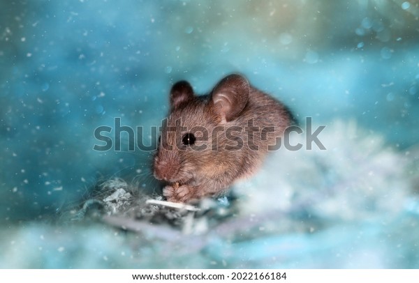 Big Fat Mouse Eats Grain On Stock Photo 2022166184 | Shutterstock