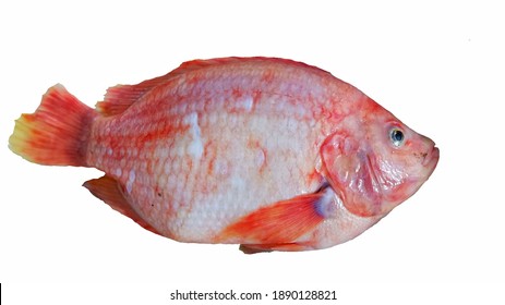 2,033 Ruby fish Images, Stock Photos & Vectors | Shutterstock