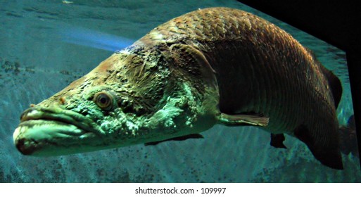 Big Fish Stock Photo 109997 | Shutterstock