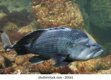 Big Fish Stock Photo 20561 | Shutterstock
