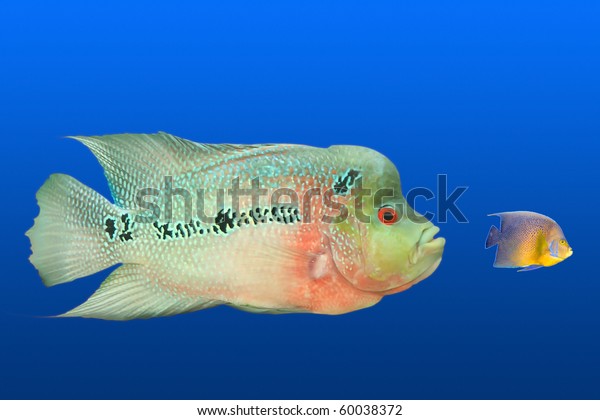 Big Fish Chasing Small Fish Stock Photo (Edit Now) 60038372