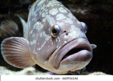 Grumpy Fish Images, Stock Photos & Vectors | Shutterstock
