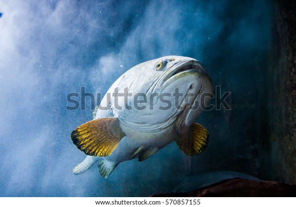 Big Fish Ocean Stock Photo 570857155 | Shutterstock