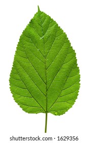 High Resolution Leaf Texture Stock Photo 151600037 | Shutterstock
