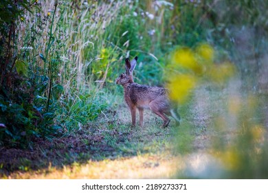 Big Hare Rabbit Forest Stock Photo 2189273371 | Shutterstock