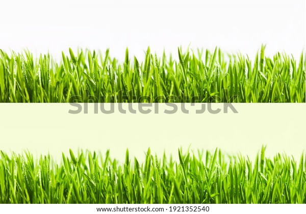 Big Horizontal Grass Borders Set Stock Photo 1921352540 | Shutterstock