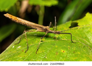 47,580 Night insect Images, Stock Photos & Vectors | Shutterstock