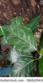 Big Leaf Side Tree Malang City Stock Photo 1865629636 | Shutterstock