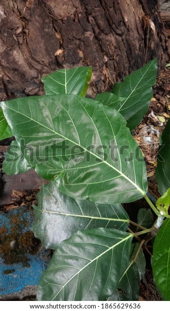 Big Leaf Side Tree Malang City Stock Photo (Edit Now) 1865629636