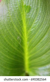 Big Leaf Texture Stock Photo 690382564 | Shutterstock
