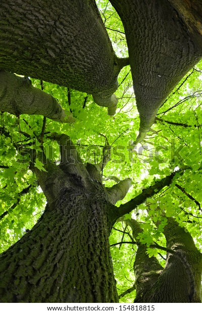 Big Maple Trees Below Stock Photo (Edit Now) 154818815