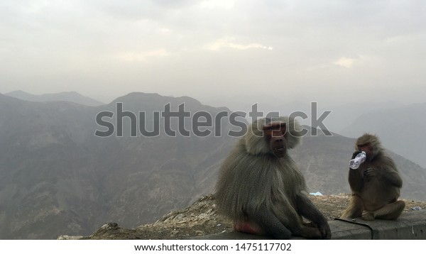 Big Monkey Commander Set Monkeys Stock Photo 1475117702 | Shutterstock