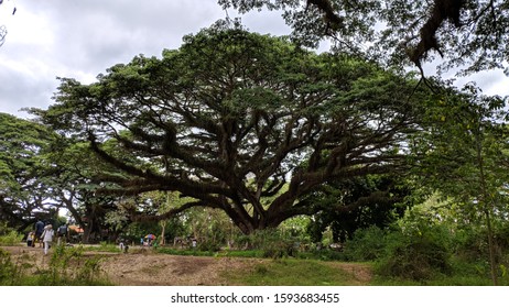 Big Monkey Pod Tree Samanea Saman Stock Photo 1593683455 | Shutterstock