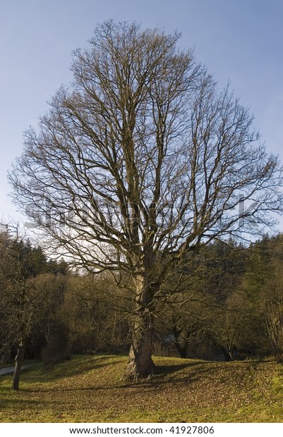 Big Old Tree Stock Photo (Edit Now) 41927806