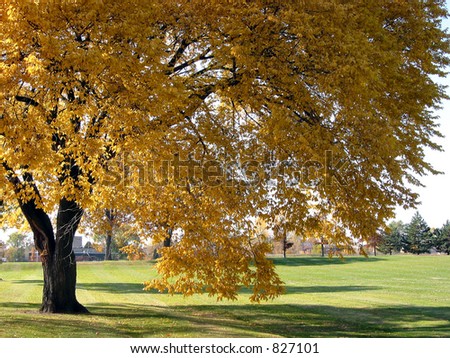 big Old Tree in the Fall Image - cg8p27101s