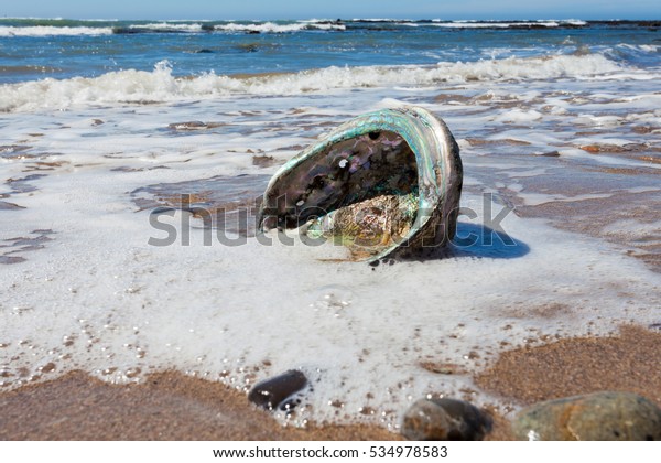 Big Perlemoen Abalone Shell Showing Iridescent Stock Photo (Edit Now ...