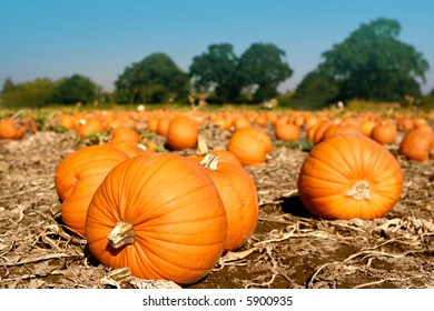 Big Pumpkins Drying Out Waiting Be Stock Photo 5900935 | Shutterstock