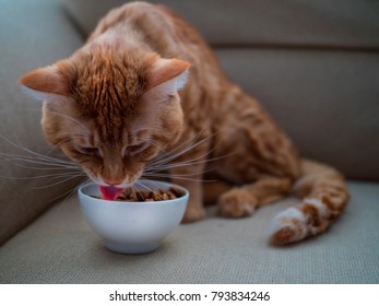 Big Red Cat Appetizing Eats Dry Foto de stock 793834246 | Shutterstock