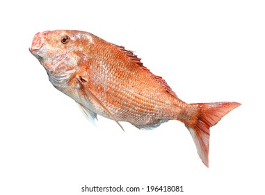 176 Red big eye snapper Images, Stock Photos & Vectors | Shutterstock