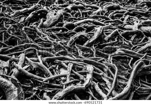 Big Root Texture Background Black White Stock Photo 690521731 ...