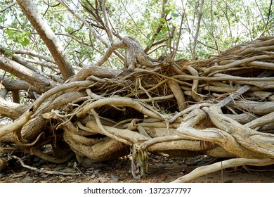 Big Root Tree Stock Photo 1372377797 | Shutterstock
