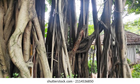 266 Dangling tree trunk Images, Stock Photos & Vectors | Shutterstock