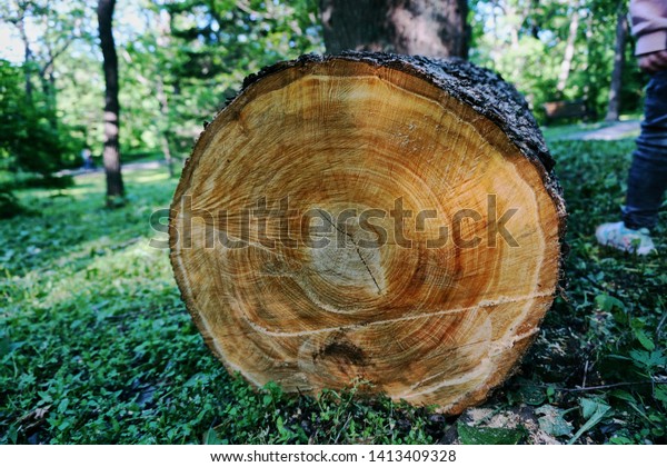 Big Round Tree Cut Texture Stock Photo 1413409328 | Shutterstock