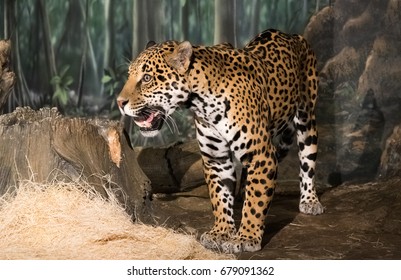 Big Scared Leopard On Rocks Zoo Stock Photo (Edit Now) 679094917