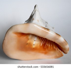 Big Shell Stock Photo 533656081 | Shutterstock