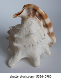 Big Shell Stock Photo 535640980 | Shutterstock